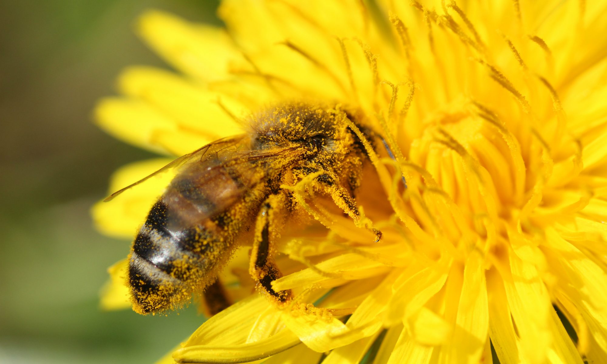 cropped-Bee-on-dandelion-for-website.jpg – Meon Valley Beekeepers